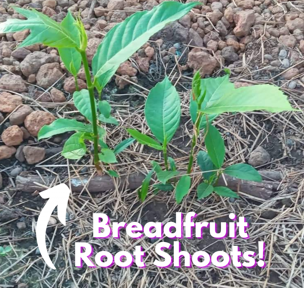 Breadfruit Project Update- Trees & Water Well – Kissidugu Foundation